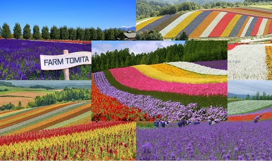 Top 5+ trang trại hoa du lịch mùa thu Nhật Bản